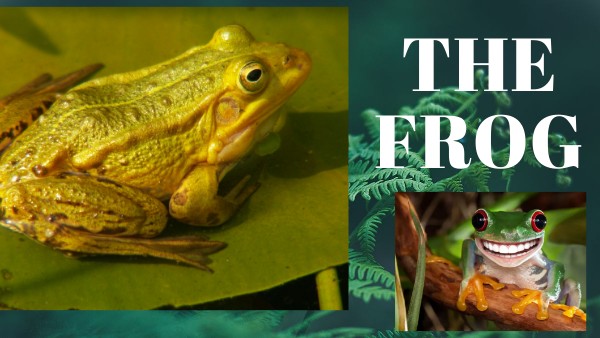 Copia - The frog identity card