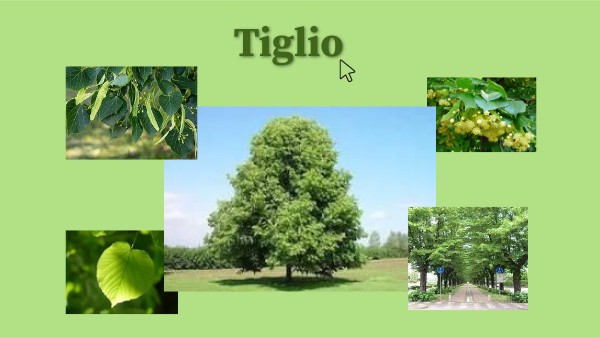 tiglio