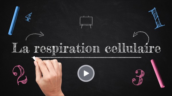 C2 S2 Respiration | Genially