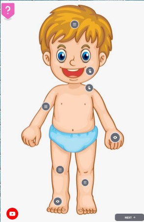 The human body | Genially