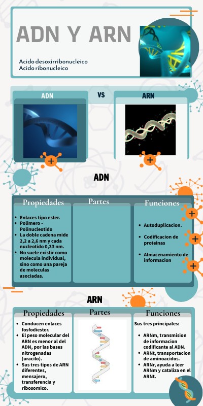 Infografía ADN Y ARN | Genially