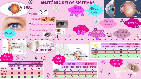 Anatomía De Los Sistemas Visual Y Auditivo
