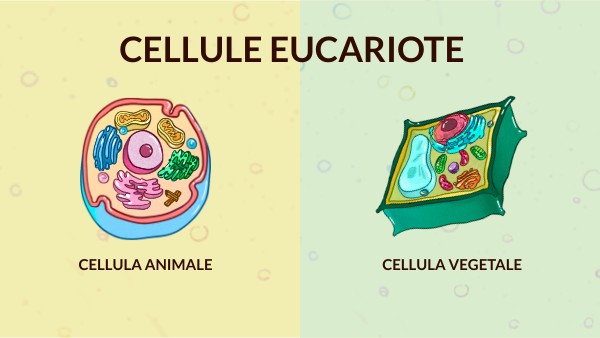 cellule EUCARIOTE | Genially