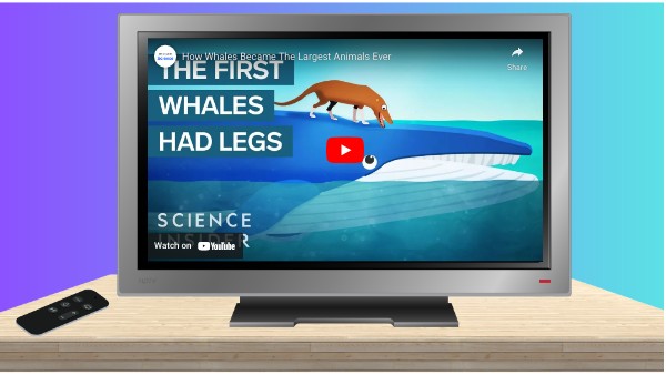 VIdeo Topic 22 Lesson 5 8th