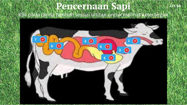 Sistem Pencernaan Sapi | Genially
