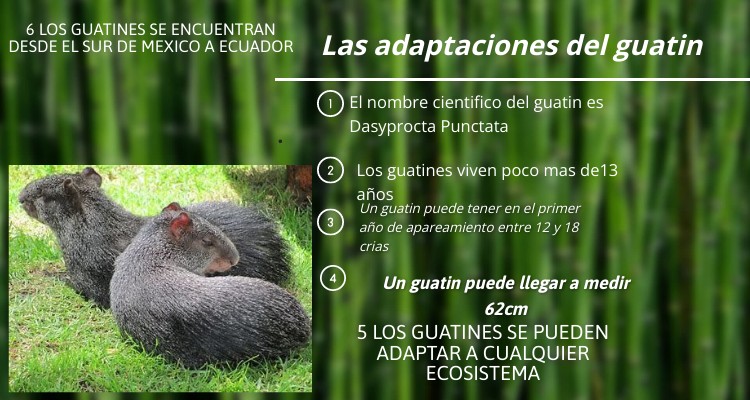 presentacion naturales