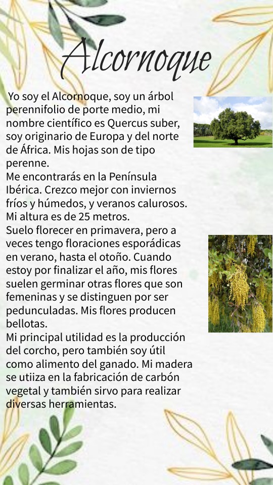 Alcornoque | Genially