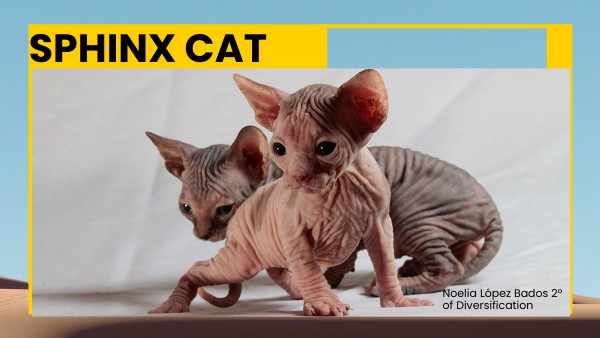 SPHINX CAT | Genially