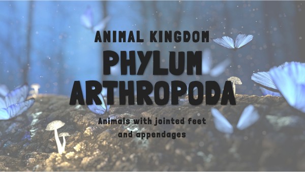 Phylum- ARTHROPODA