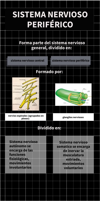 sistema nervioso periférico | Genially