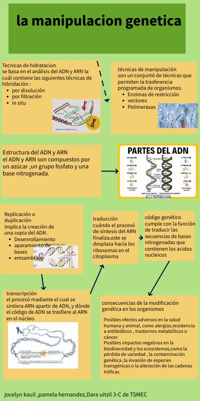INFO ADN Y ARN | Genially
