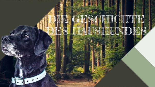 Haushund | Genially