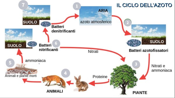 ciclo dell' azoto | Genially