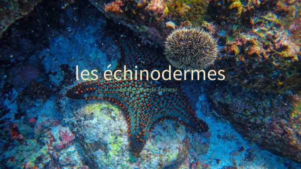 échinodermes