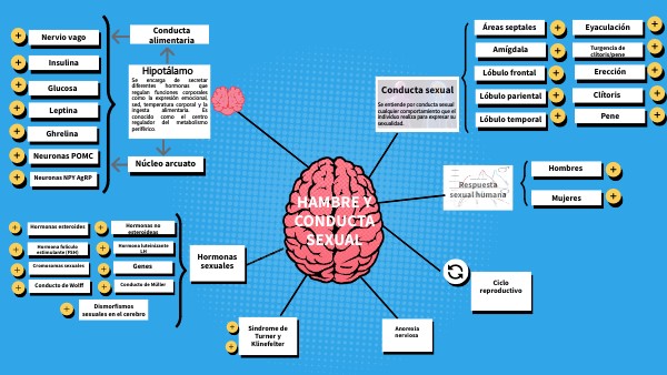MAPA MENTAL CEREBRO
