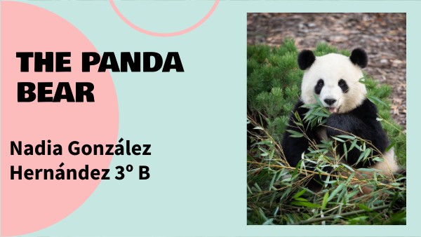 THE PANDA BEAR