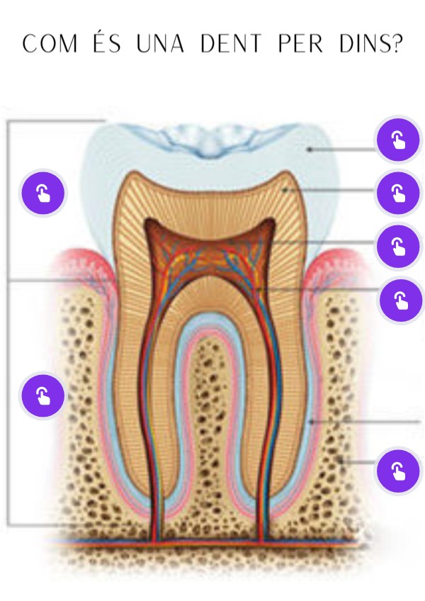 Com és una dent per dins? | Genially