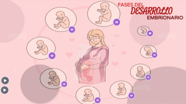 FASES DEL DESARROLLO | Genially