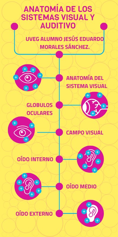 Anatomía de los sistemas visual y auditivo | Genially