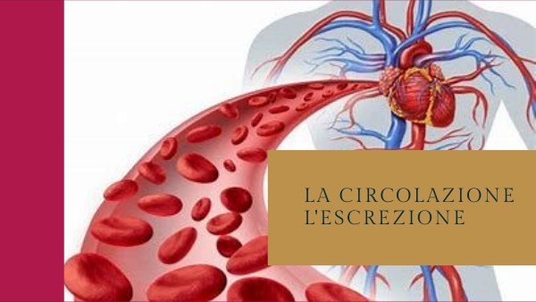 LA CIRCOLAZIONE E L'ESCREZIONE | Genially