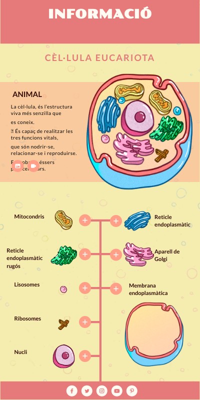 Cèl·lula Eucariota