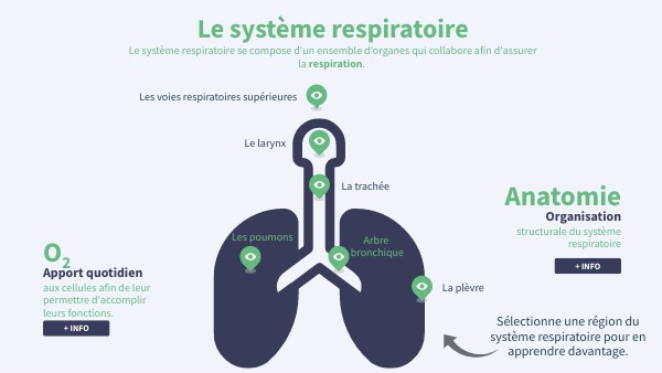 Le système respiratoire | Genially