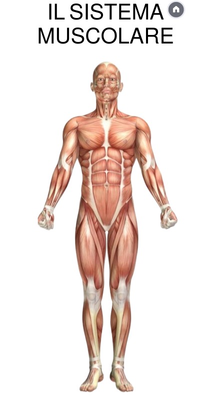 Il sistema muscolare | Genially