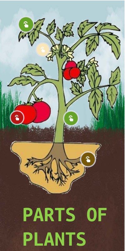 parts of plants
