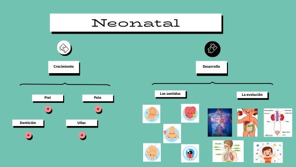 Etapas de l desarrollo neonatal | Genially