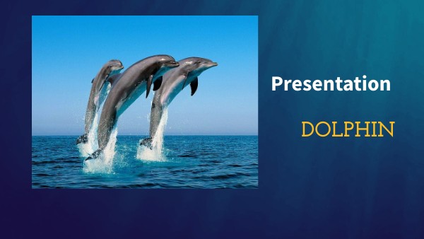 Presentation dolphin | Genially