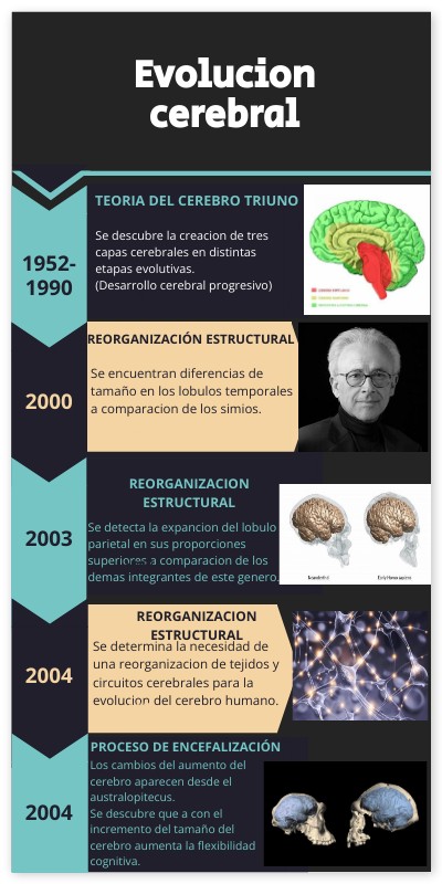 Linea de tiempo evolución cerebral | Genially
