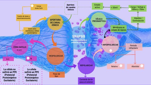 DIAGRAMA DE FLUJO SINAPSIS | Genially