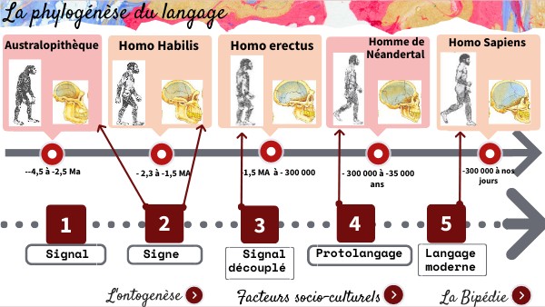 synthèse origine du langage | Genially