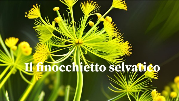 finocchietto selvatico | Genially