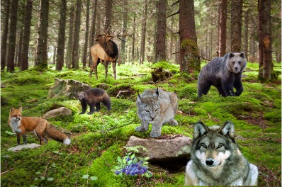 Immagine interattiva