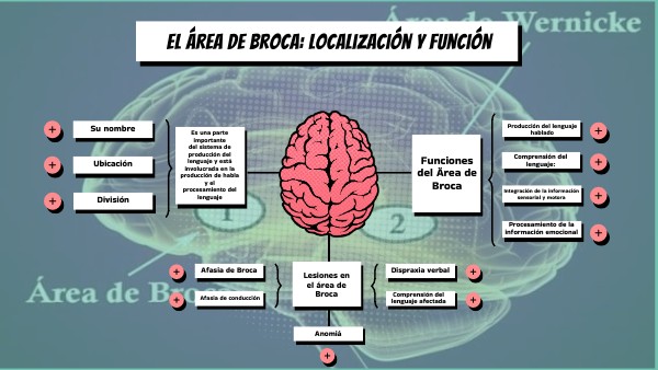 El área de Broca: localización y función | Genially