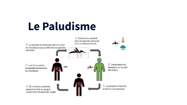 paludisme | Genially