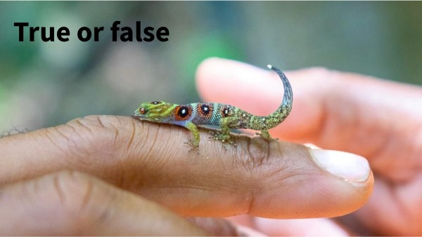 Polaroid geckos (true/false) | Genially