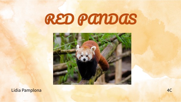 Red pandas