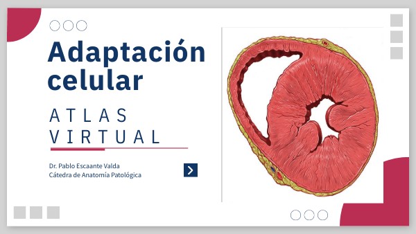 APA_atlas_adaptacion_2024 | Genially