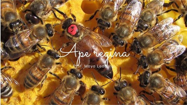 Ape Regina | Genially