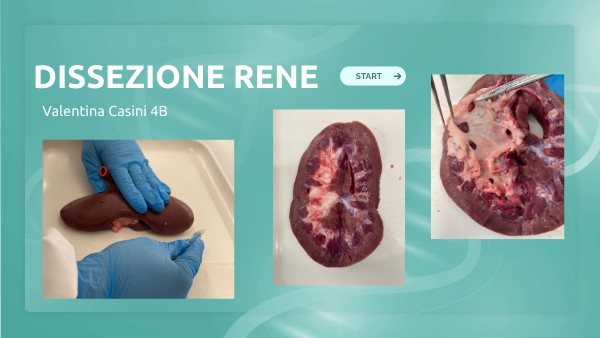 rene dissezione | Genially
