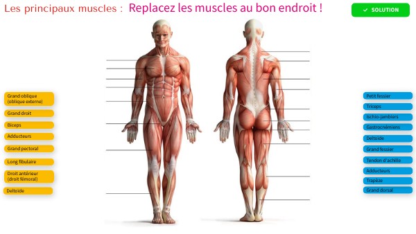 Anatomie | Genially