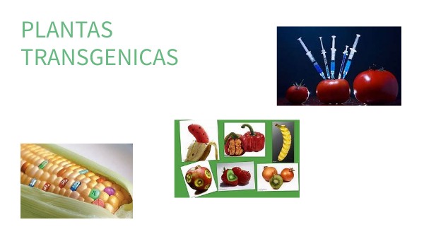 Plantas transgenicas | Genially