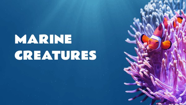 MARINE CREATURES QUINTE