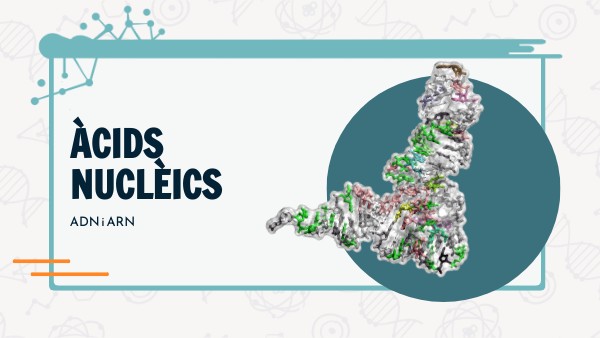 Àcids nuclèics | Genially