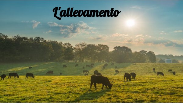 allevamento