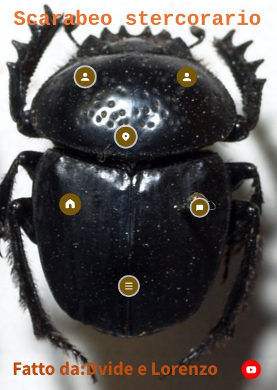Scarabeo stercorario | Genially