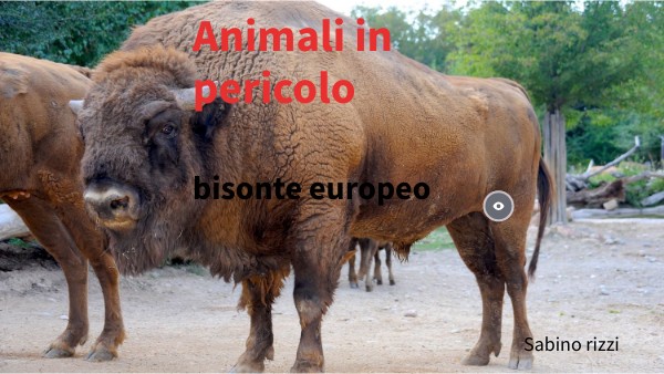 il bisonte europeo