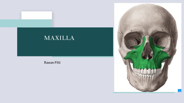 maxilla anatomy | Genially